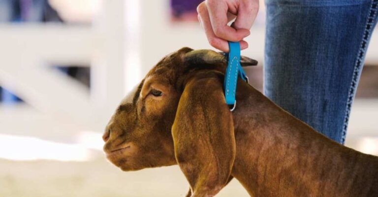 Texas Cheerleader Arrested for Poisoning a Classmate’s Goat | The Tea ...